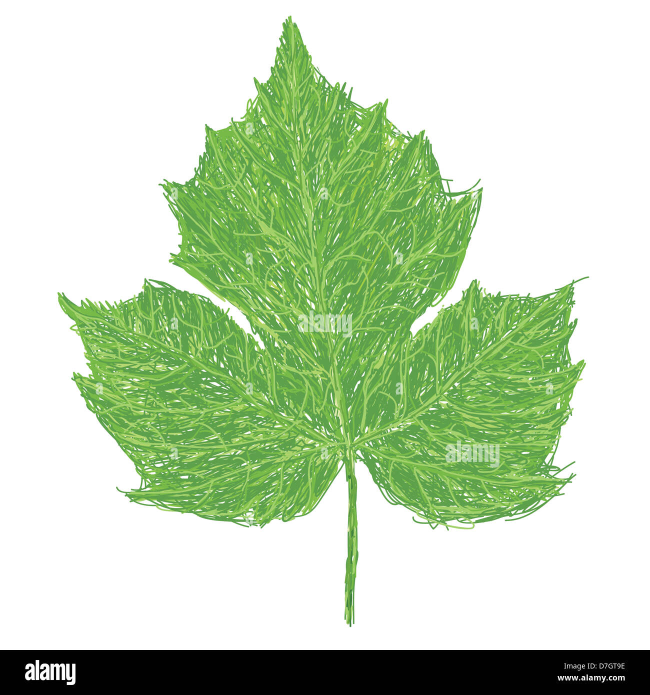 illustration of a chaya leaf, scientific name Cnidoscolus chayamansa ...