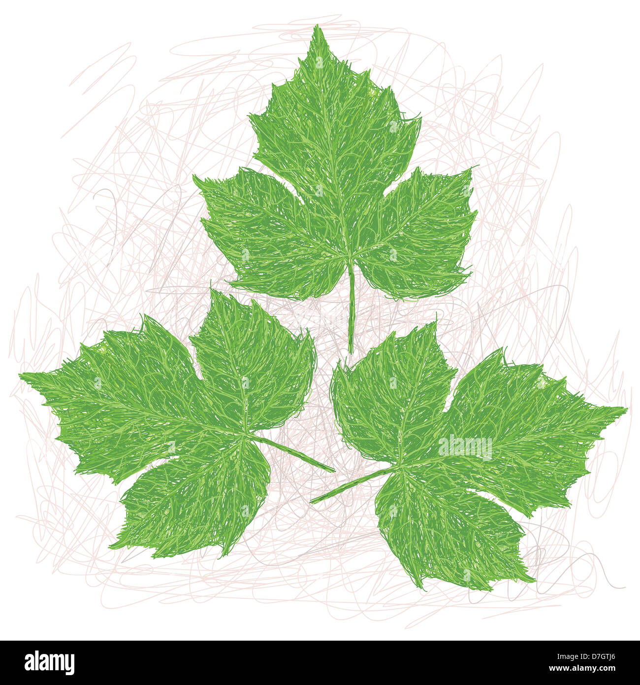 illustration of a chaya leaves, scientific name Cnidoscolus chayamansa ...