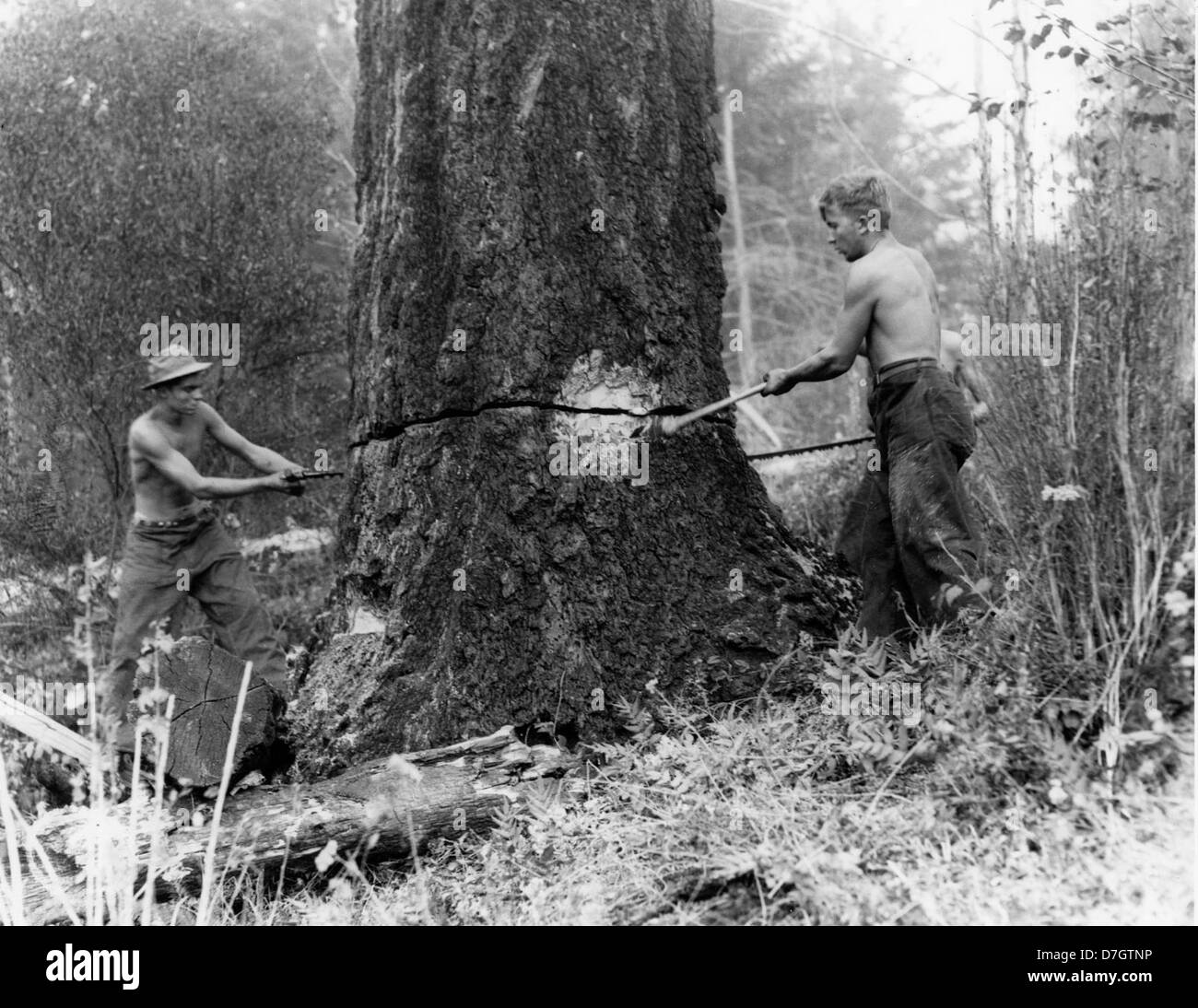 The Civilian Conservation Corps (CCC) crew clears snags along the fire ...