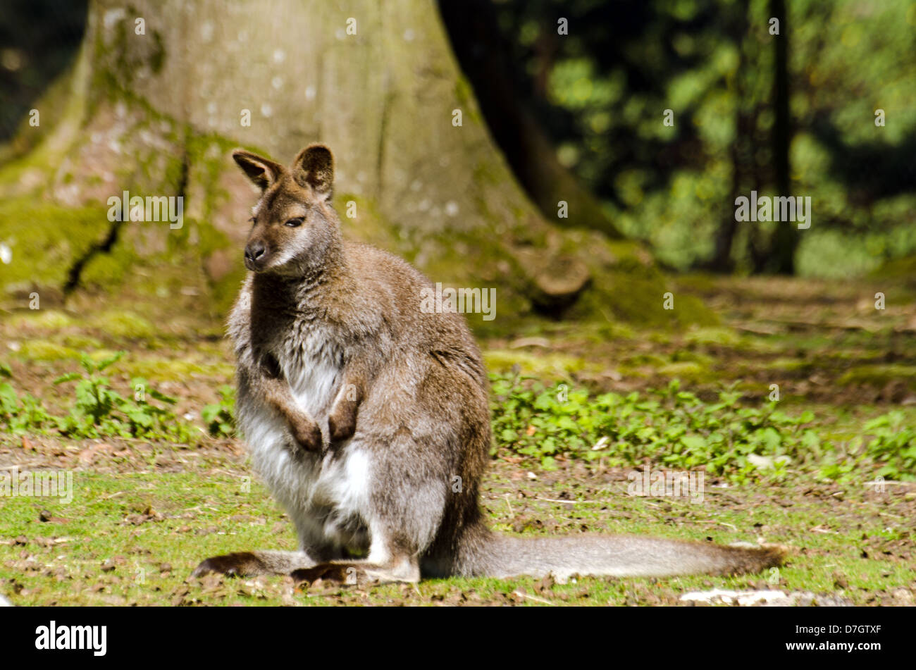 Wallaby australia outback hi-res stock photography and images - Alamy