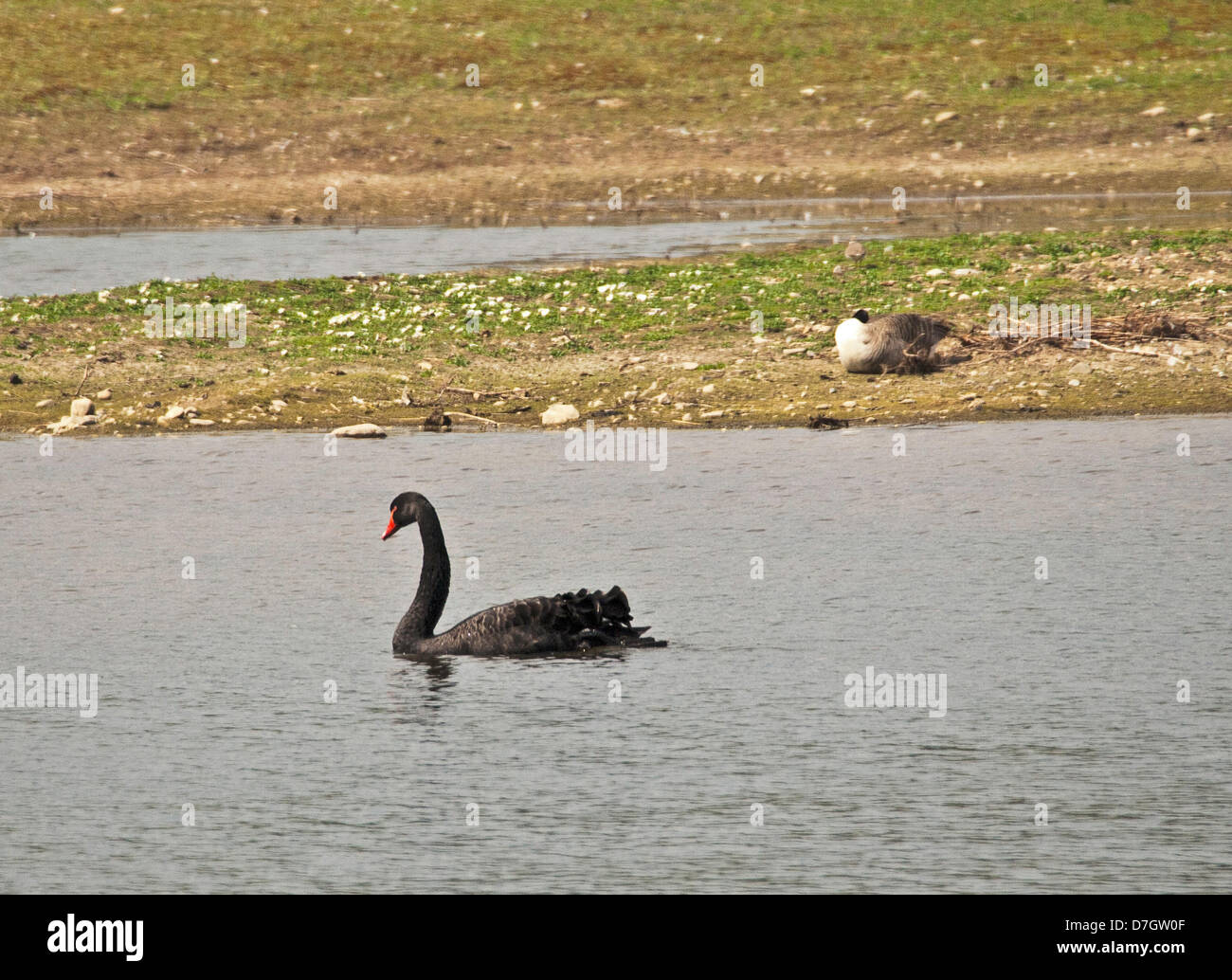 Sue swan hi-res stock photography and images - Alamy