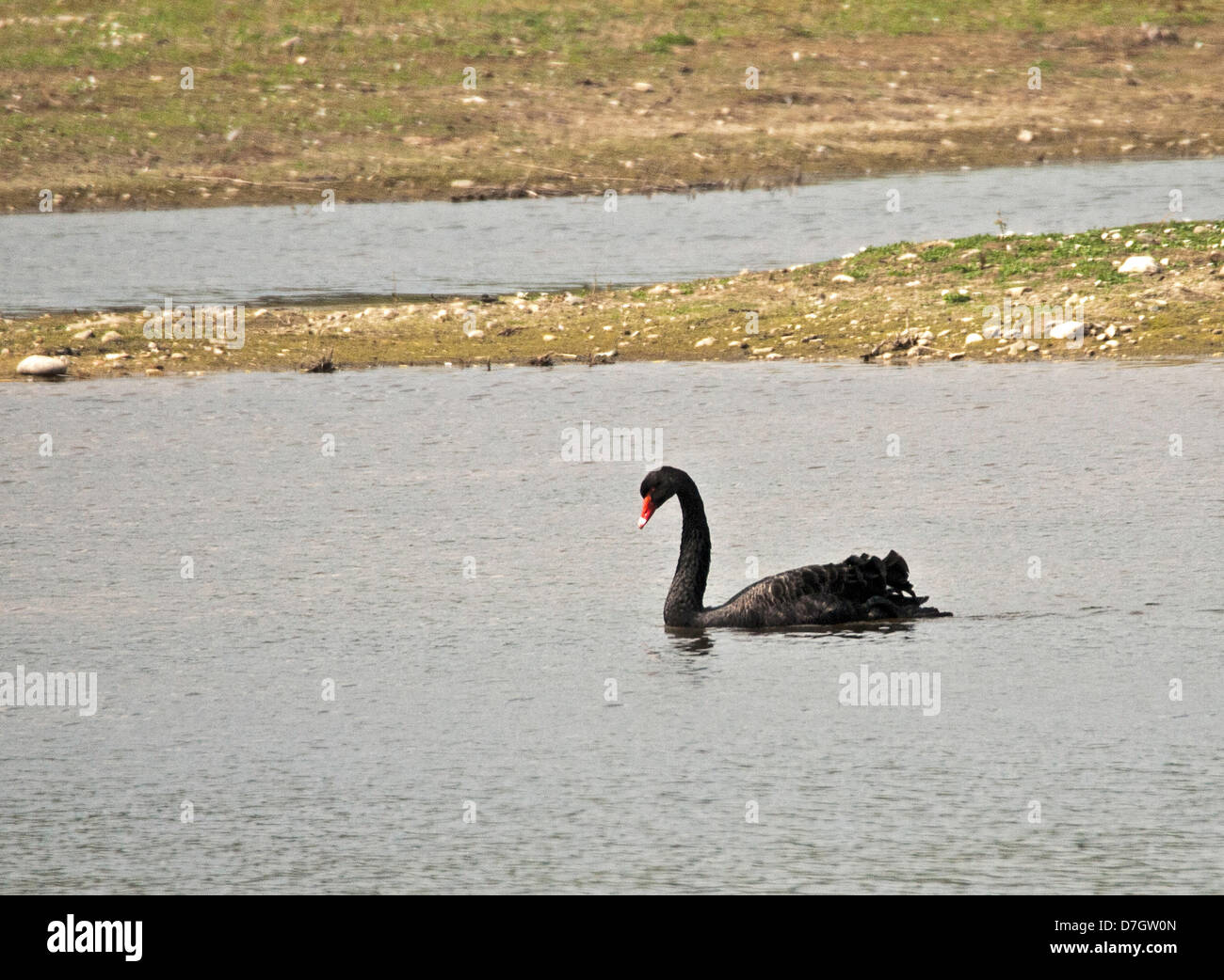 Very rare in the uk hi-res stock photography and images - Alamy