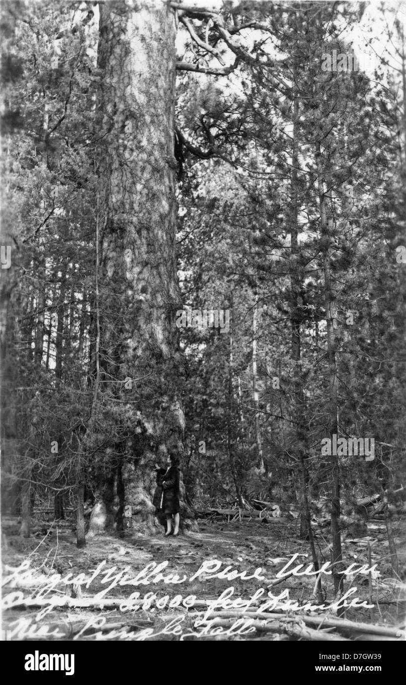 Oregon pine Black and White Stock Photos & Images - Alamy