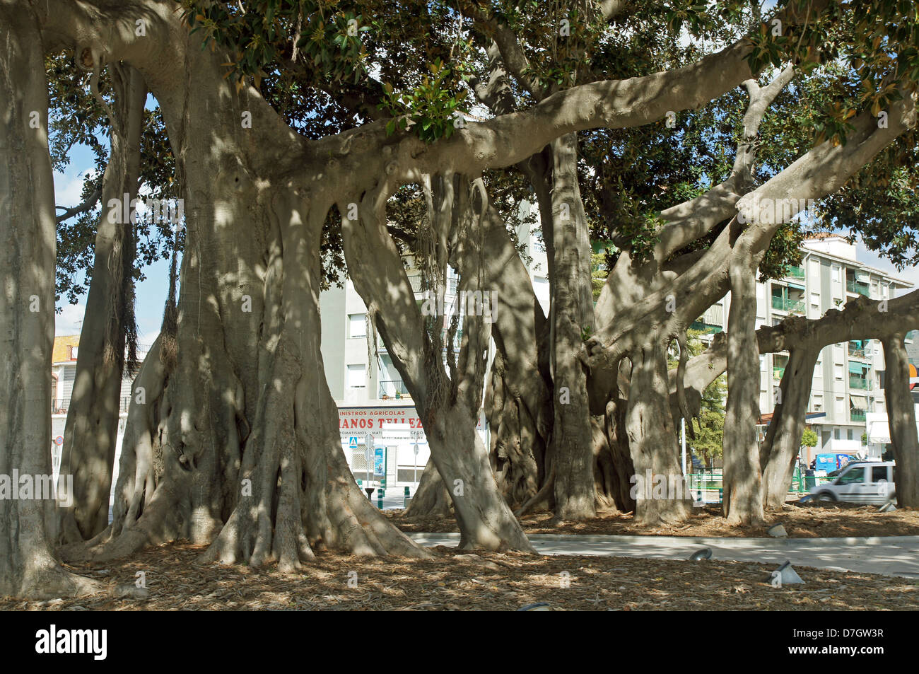 Banian trees hi-res stock photography and images - Alamy
