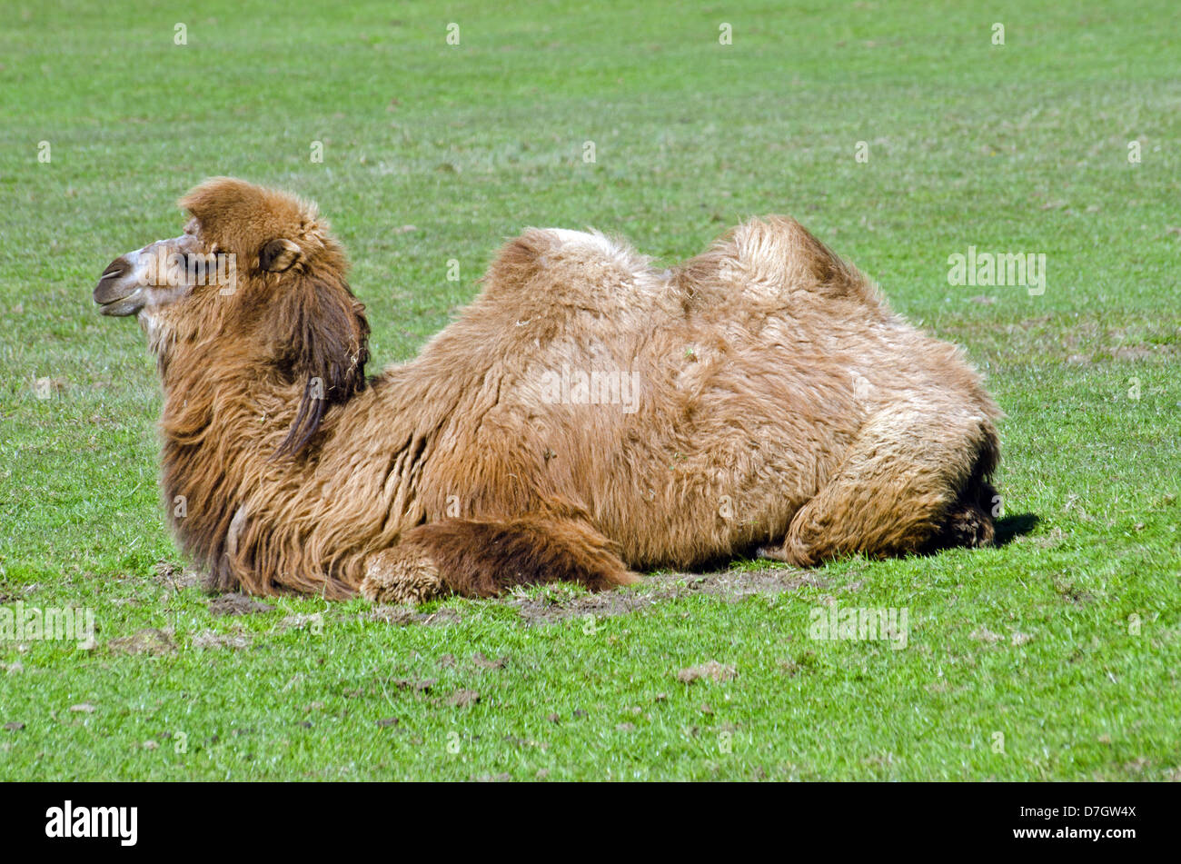 How the camel got its hump hi-res stock photography and images - Alamy