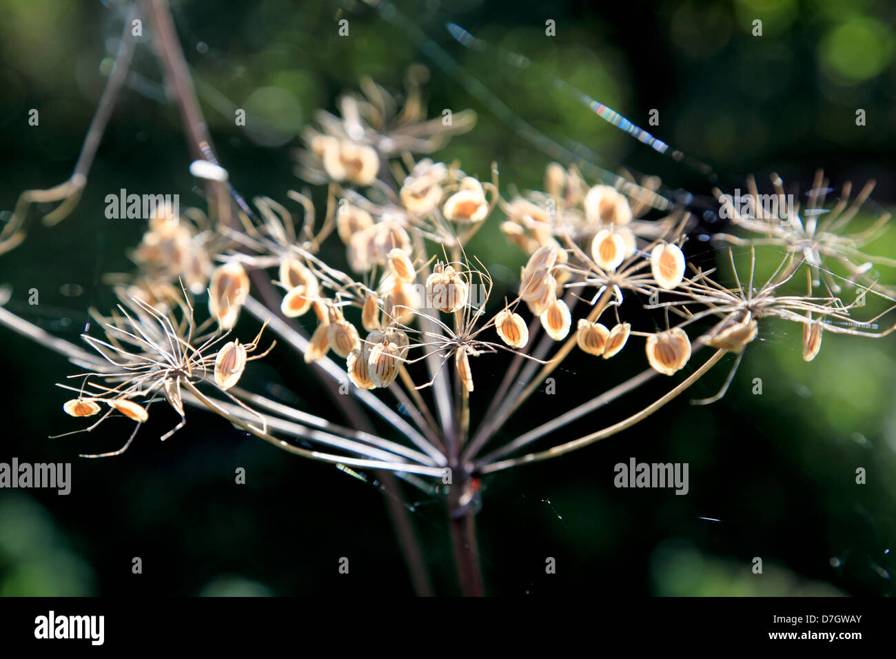 Cow parsley seed head hi-res stock photography and images - Alamy