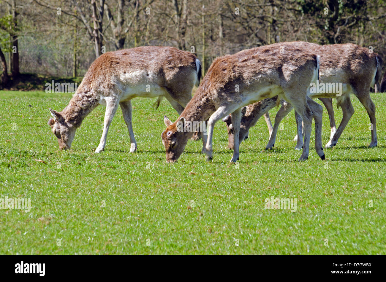 Hart deer hi-res stock photography and images - Alamy