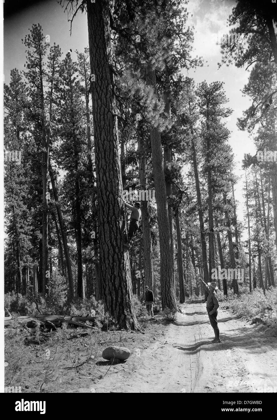 This historical photograph captures the Civilian Conservation Corps ...