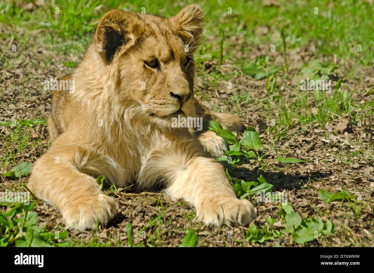 Cute lion cub face hi-res stock photography and images - Alamy