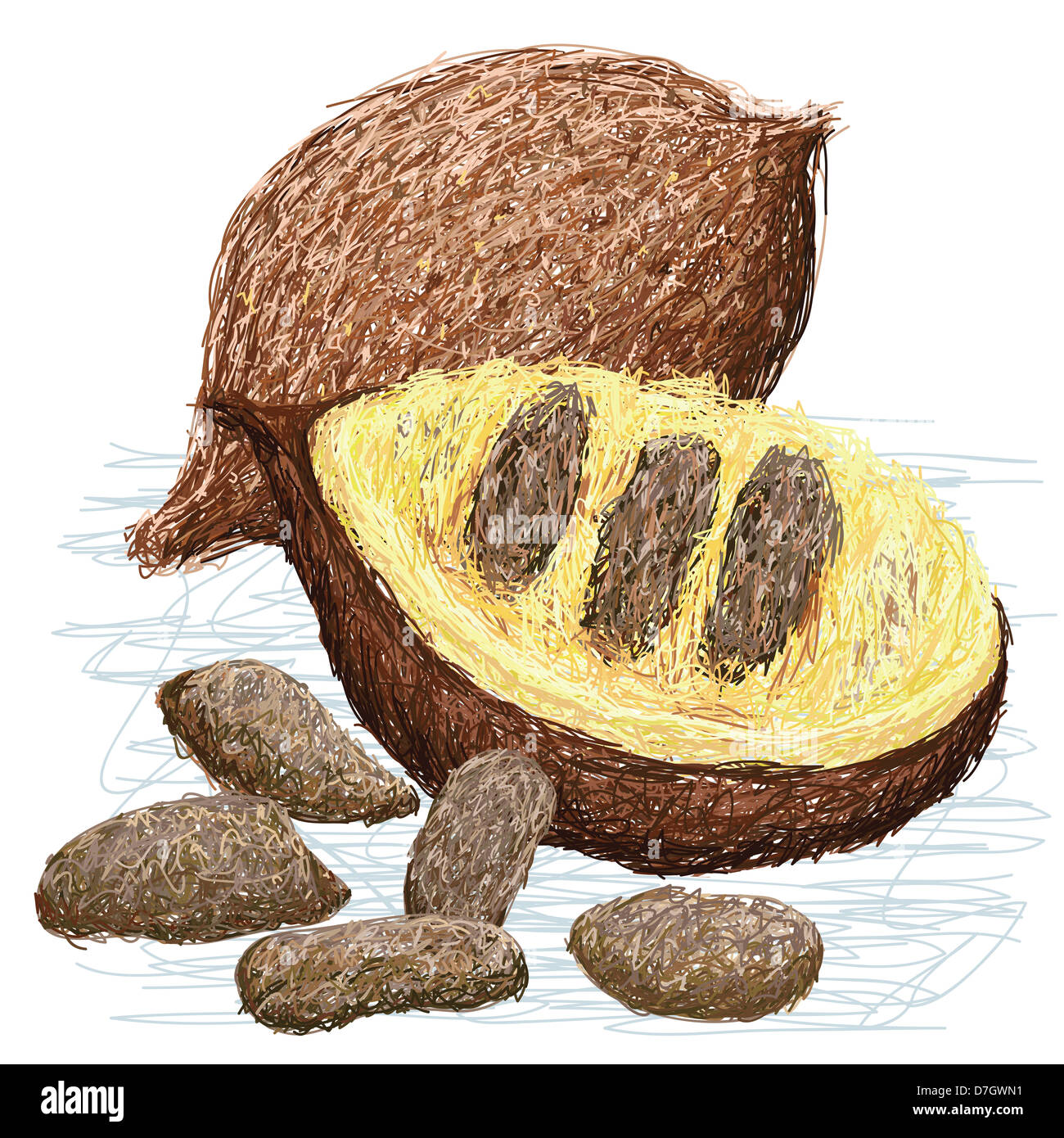 illustration of false durian nut with whole fruit, opened fruit and ...