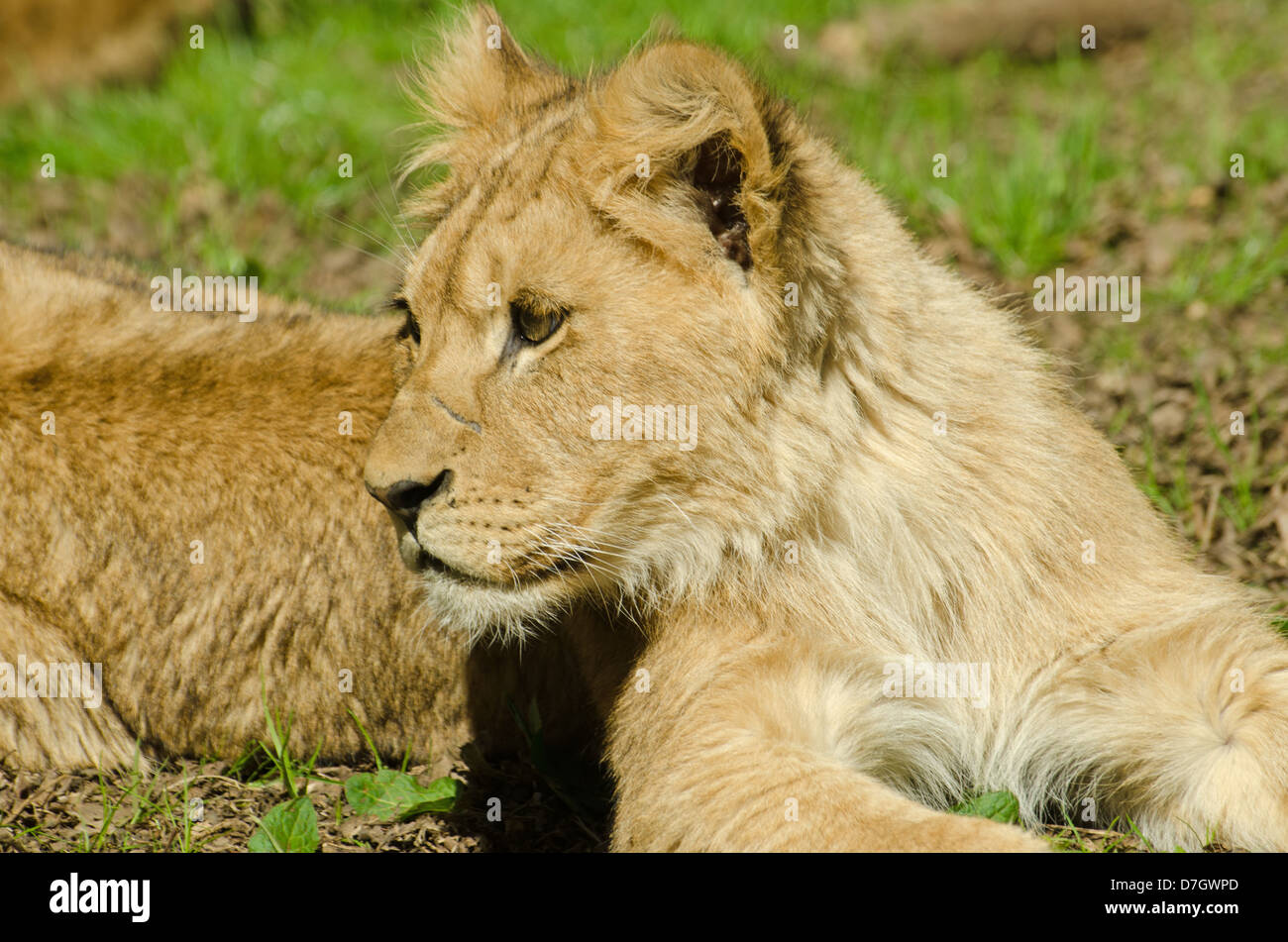 Cute lion cub face hi-res stock photography and images - Alamy