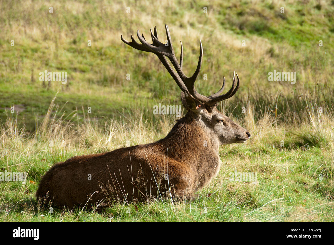 Tatton park deer hi-res stock photography and images - Alamy