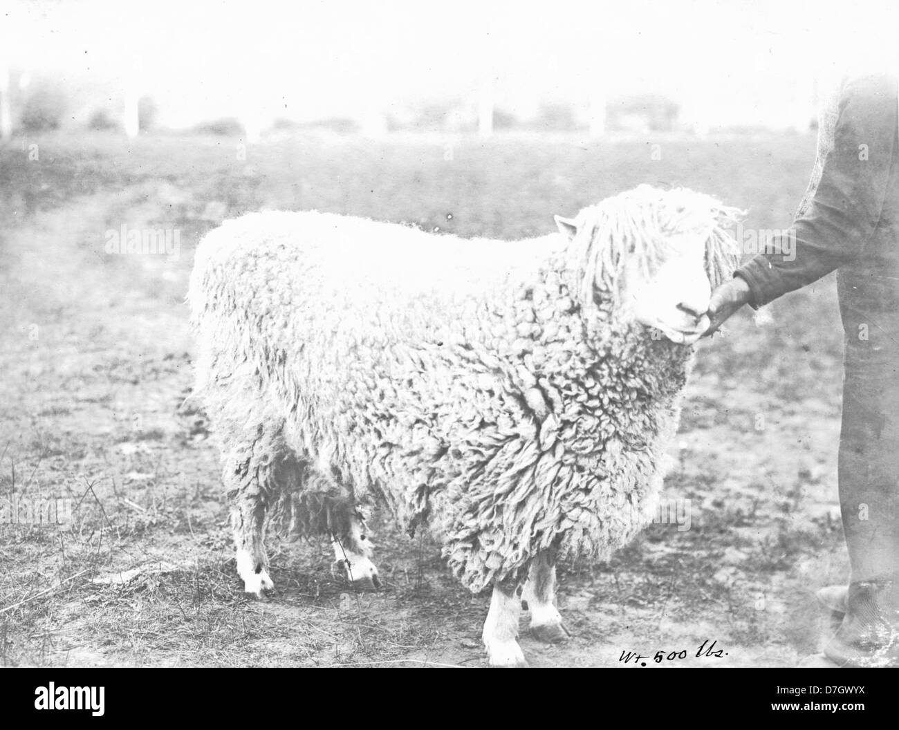 500 pound sheep hi-res stock photography and images - Alamy