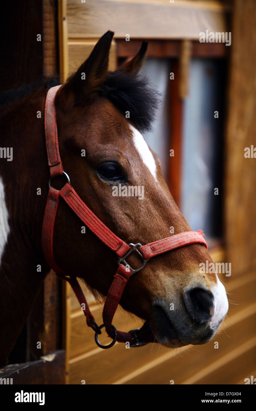 Color shot of a horse in a stable Stock Photo - Alamy