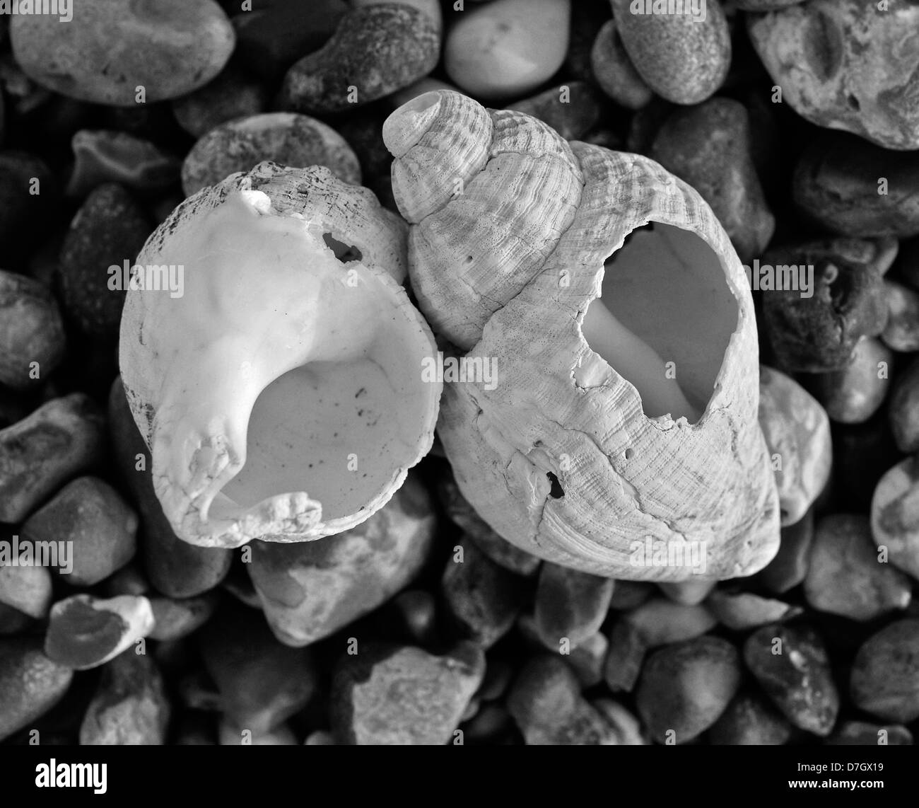 black and white image of sea shells on the beach, one broken ...