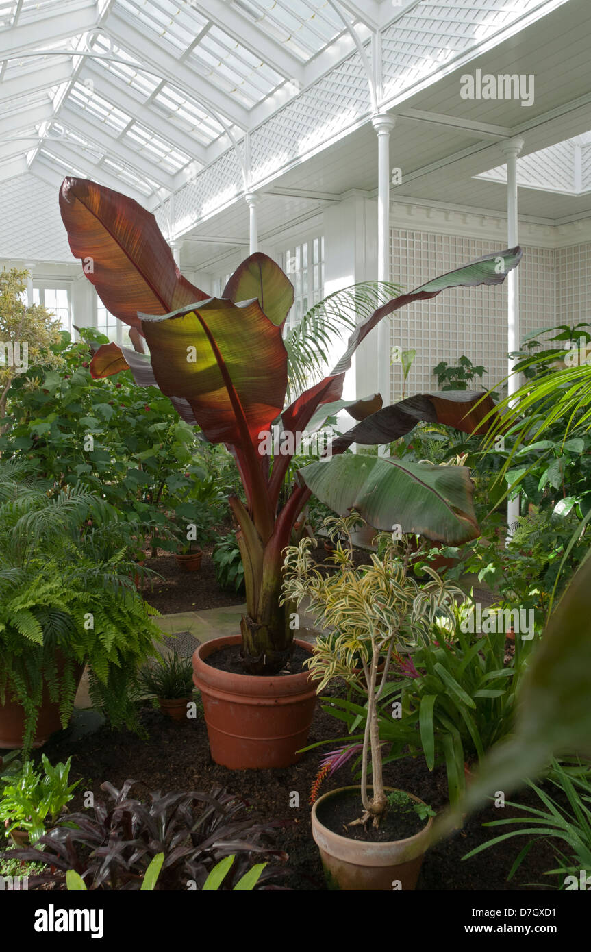 Uk conservatory plant hi-res stock photography and images - Alamy