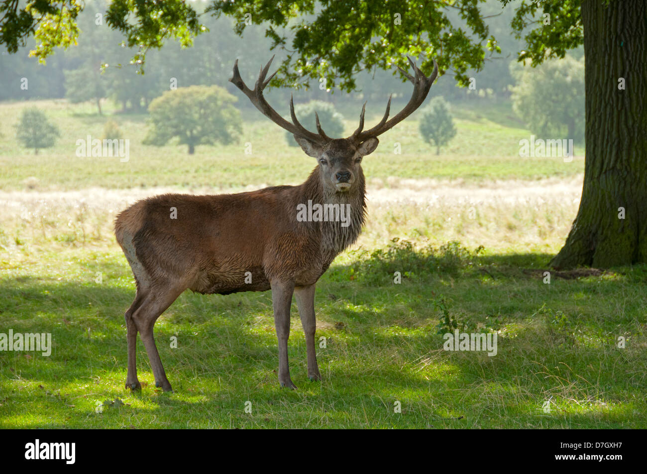 Tatton park hi-res stock photography and images - Alamy
