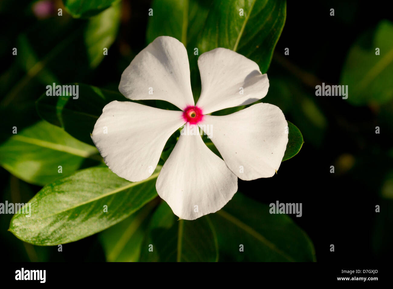 Brazil zinyas hi-res stock photography and images - Alamy