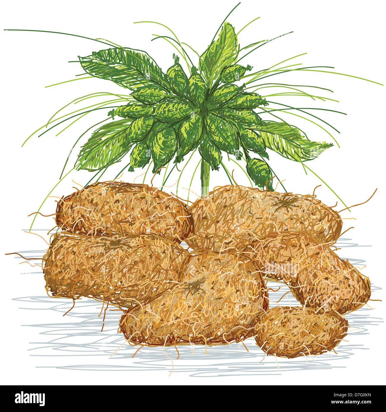 illustration of polynesian arrowroot, hawaiian arrowroot tuber stack ...