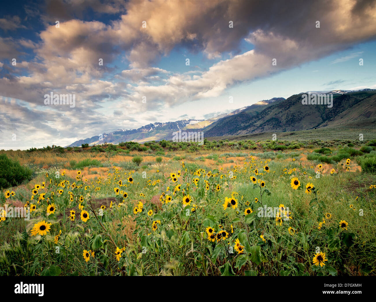 Sunflowers and steens Mountain, Oregon Stock Photo - Alamy