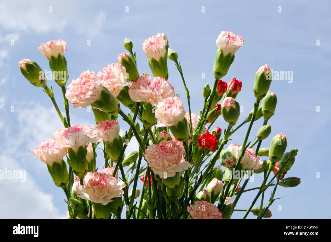 Carnation blooms hi-res stock photography and images - Alamy