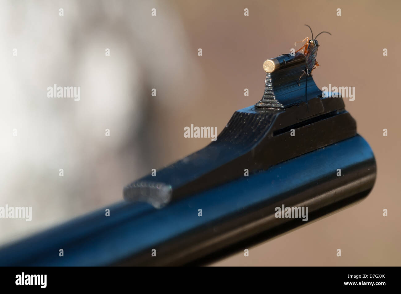 The Brave Bug Stock Photo - Alamy