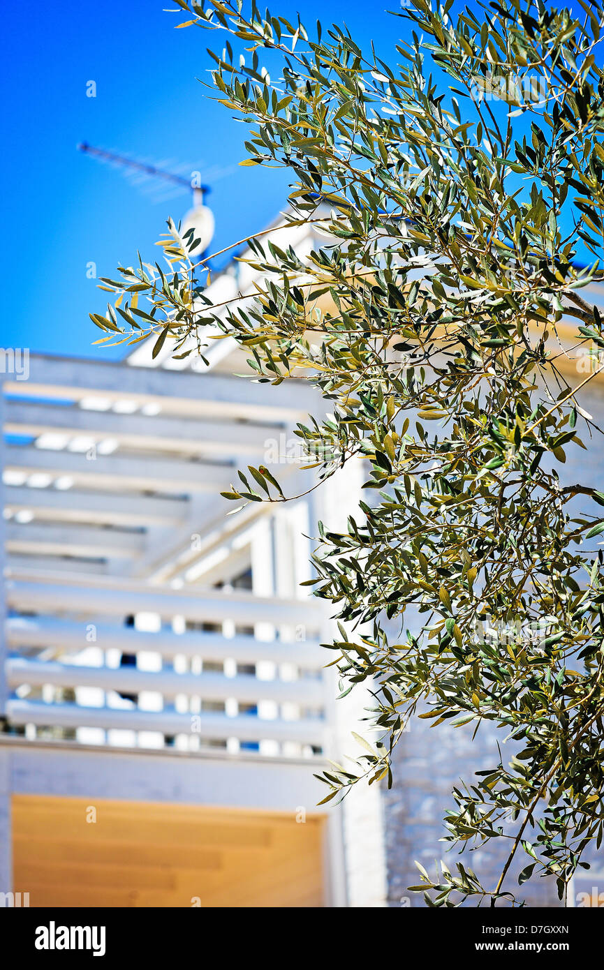 Olive tree swimming pool hi-res stock photography and images - Alamy