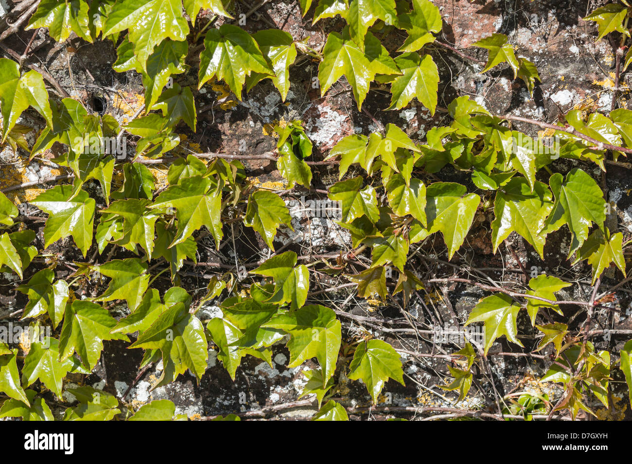 Ivy on wall - new green Ivy growth beginning to cover brick wall Stock ...