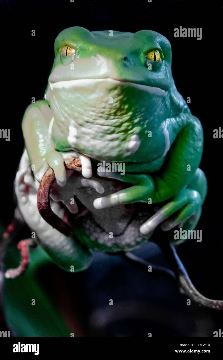 Wax Monkey Leaf Frog Stock Photo - Alamy