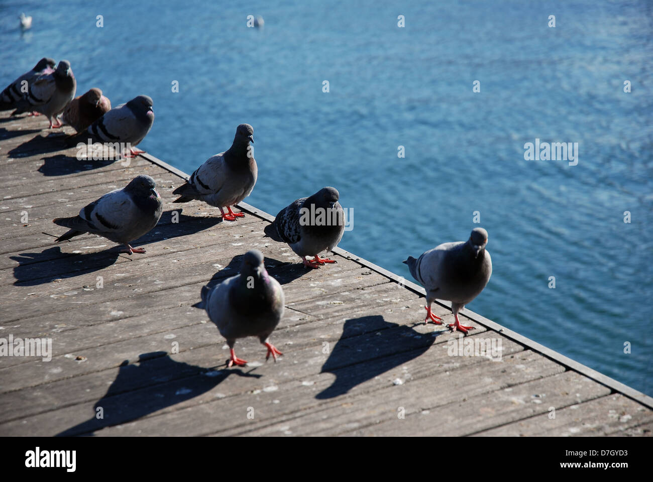 pigeons on the wooden pier near the ocean Stock Photo - Alamy