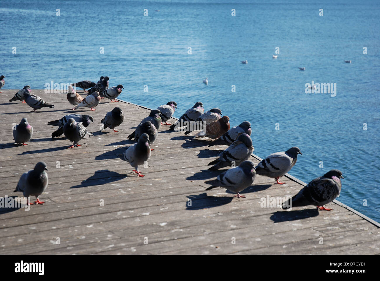 pigeons on the wooden pier near the ocean Stock Photo - Alamy