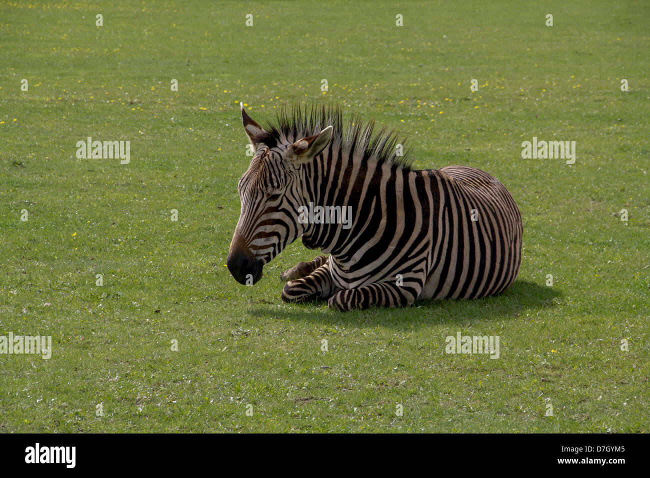 A lovely striped zebra relaxing in the sun Stock Photo - Alamy