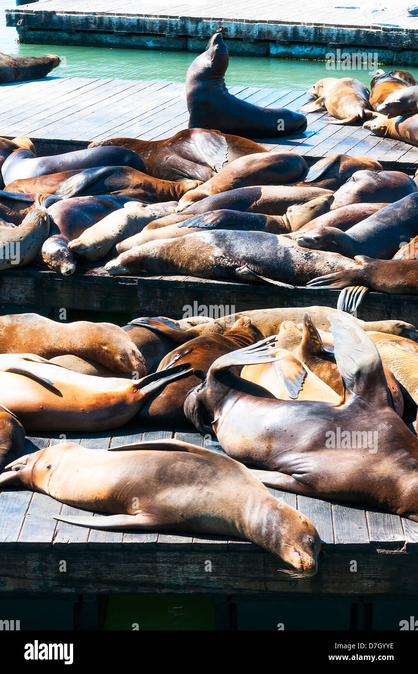 Pier 39 seals hi-res stock photography and images - Alamy