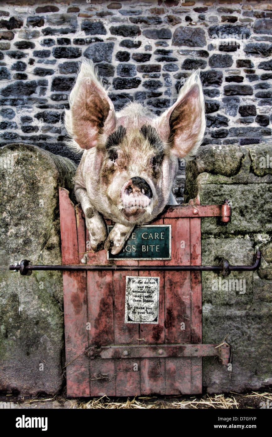 Pig looking over gate hi-res stock photography and images - Alamy