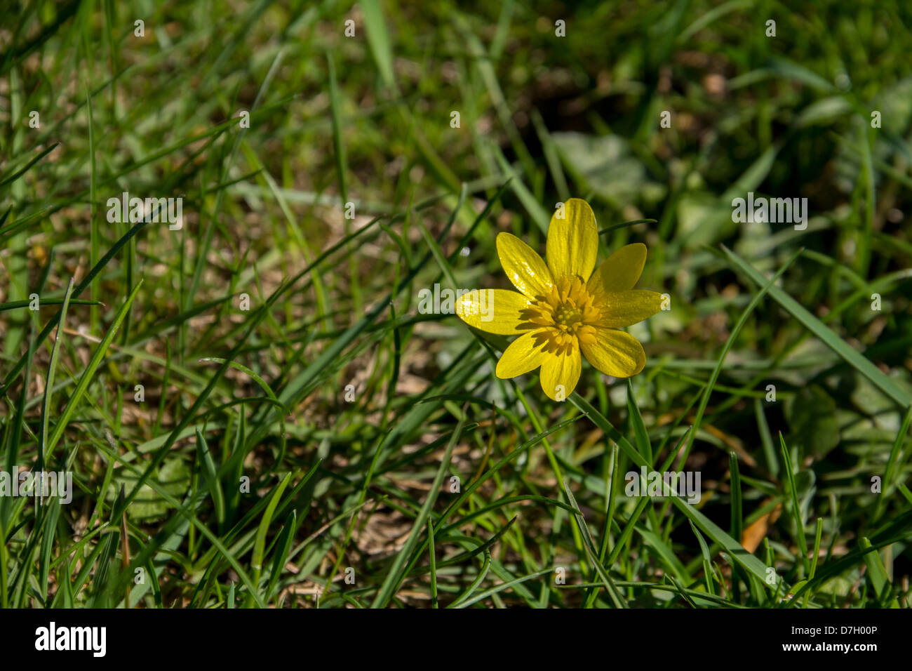 A bright yellow lesser celandine flower in Spring Stock Photo - Alamy