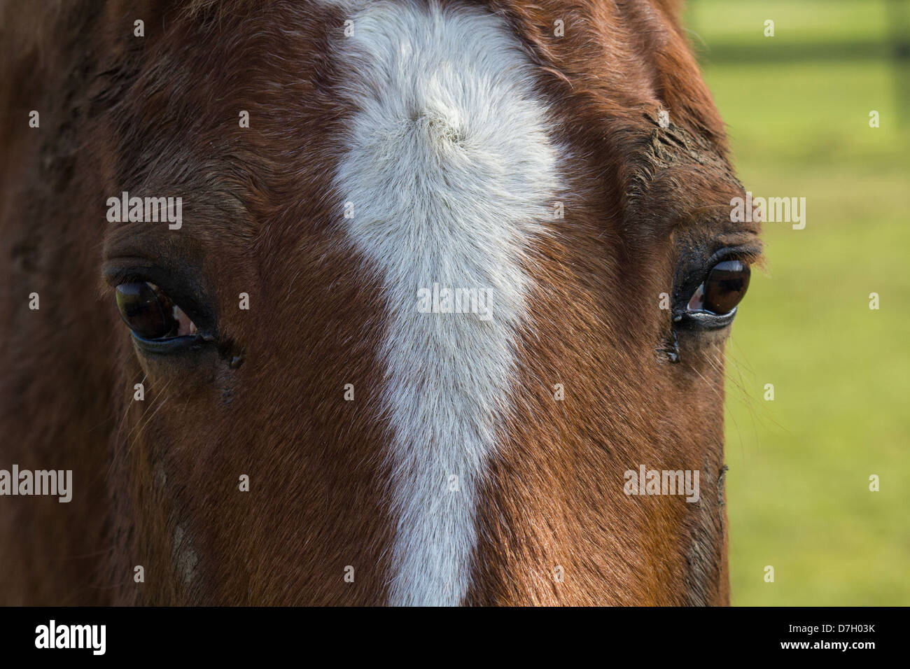 Poor horse hi-res stock photography and images - Alamy
