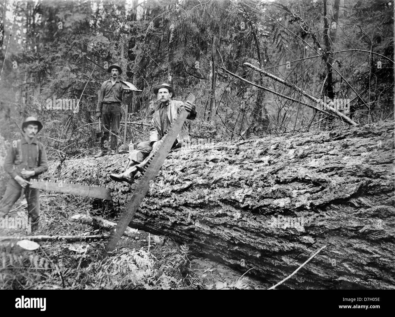 This photograph from the Gerald W. Williams Collection shows three loggers using bucking saws to ...