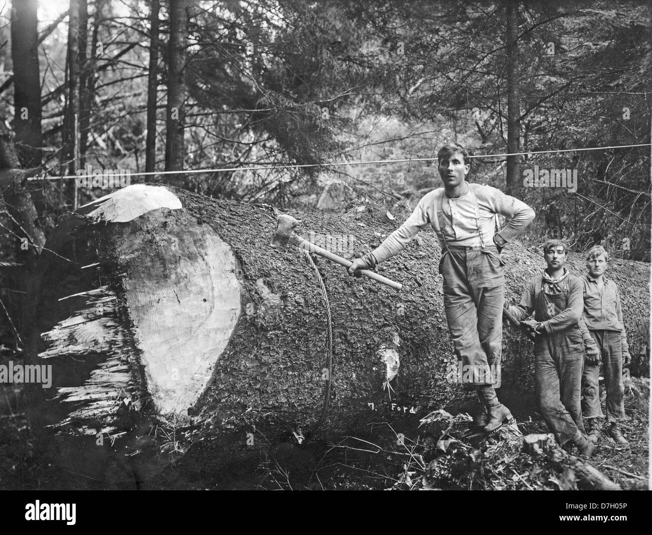 This historic photograph shows three loggers standing beside a felled ...