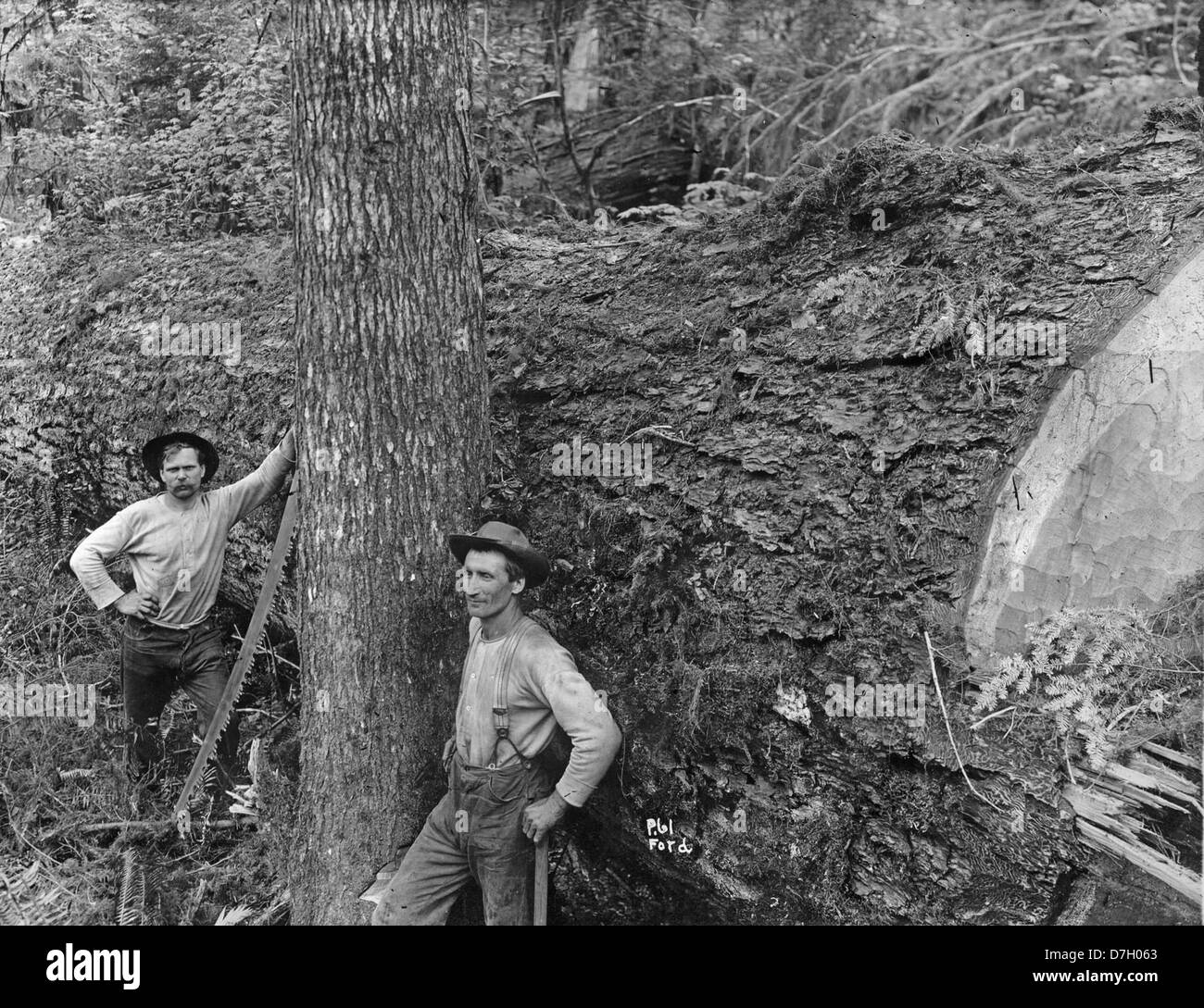 This historical photograph shows two loggers standing next to a large ...