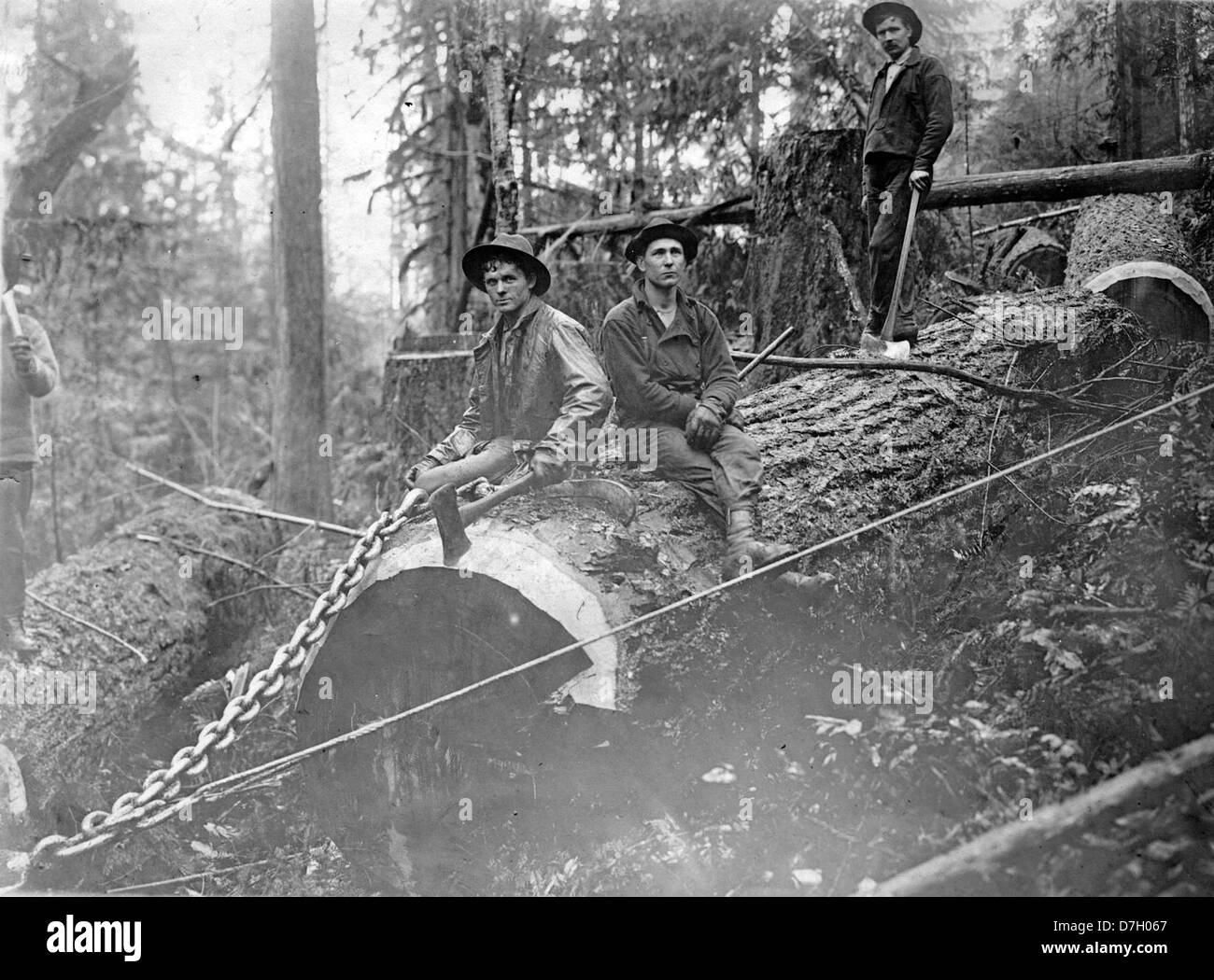 Chained tree hi-res stock photography and images - Alamy