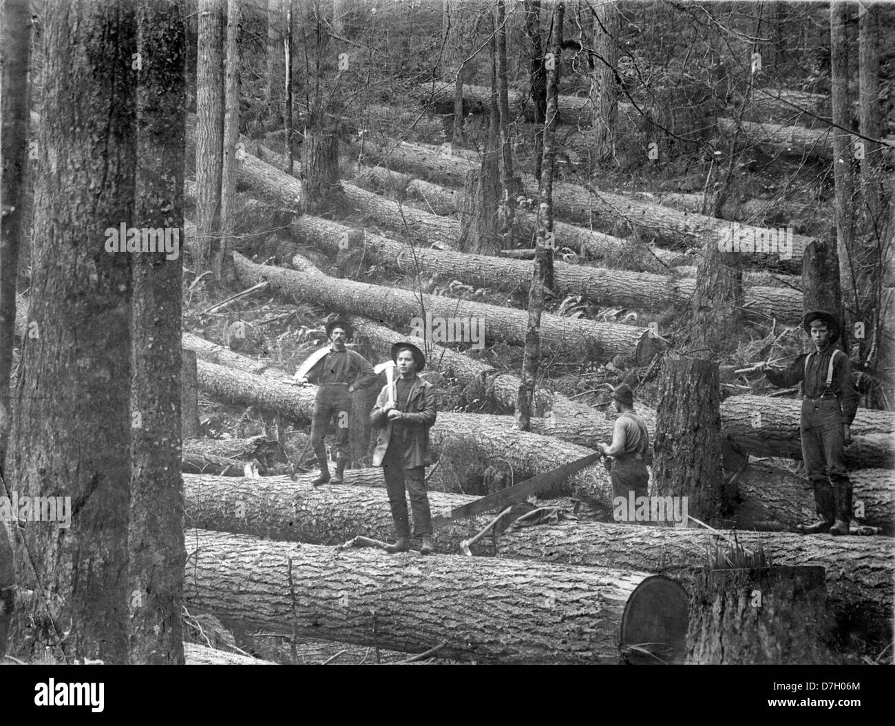 This image shows four loggers in the process of cutting and gathering ...
