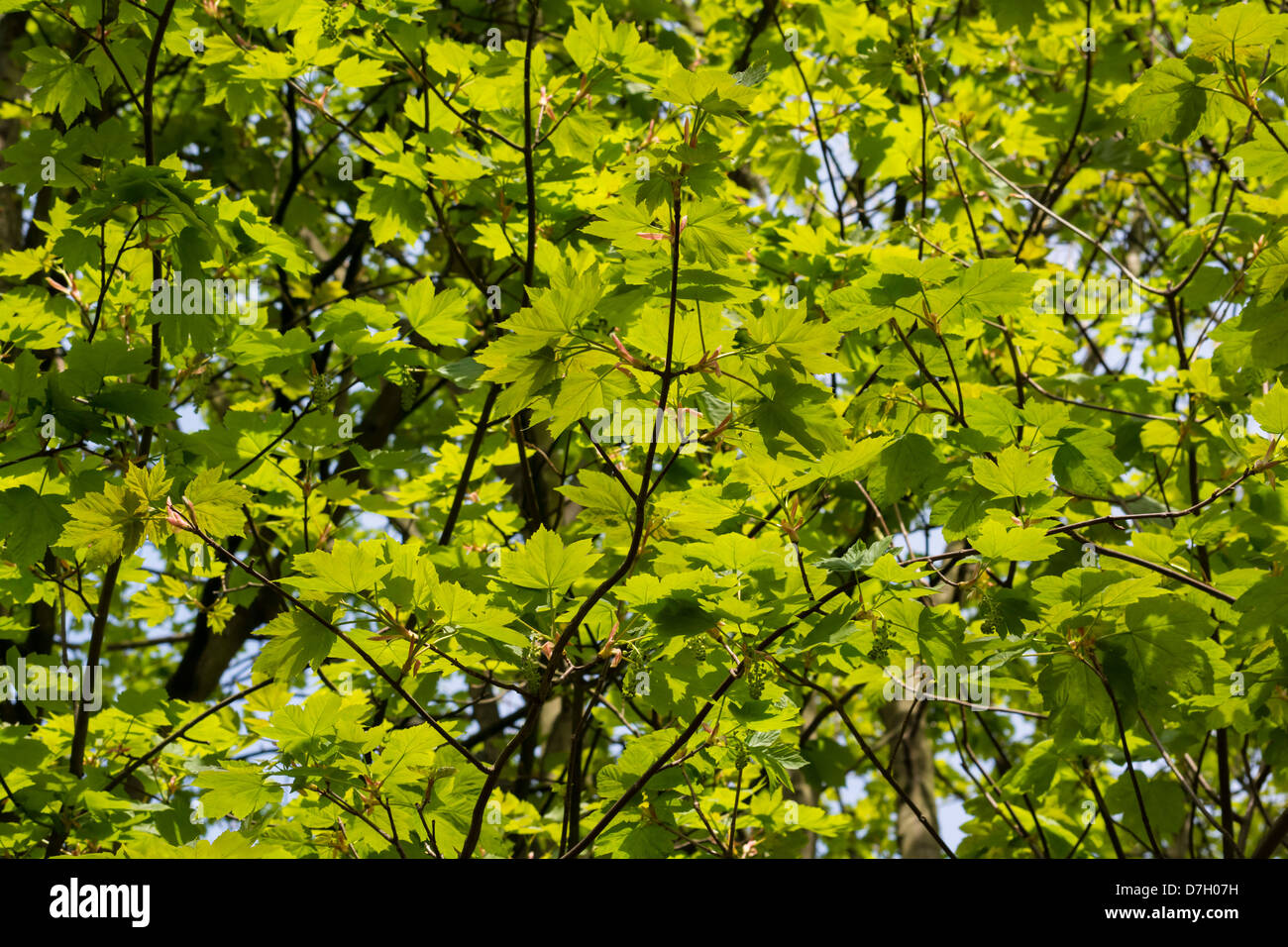 Sycamore tree leaves hi-res stock photography and images - Alamy