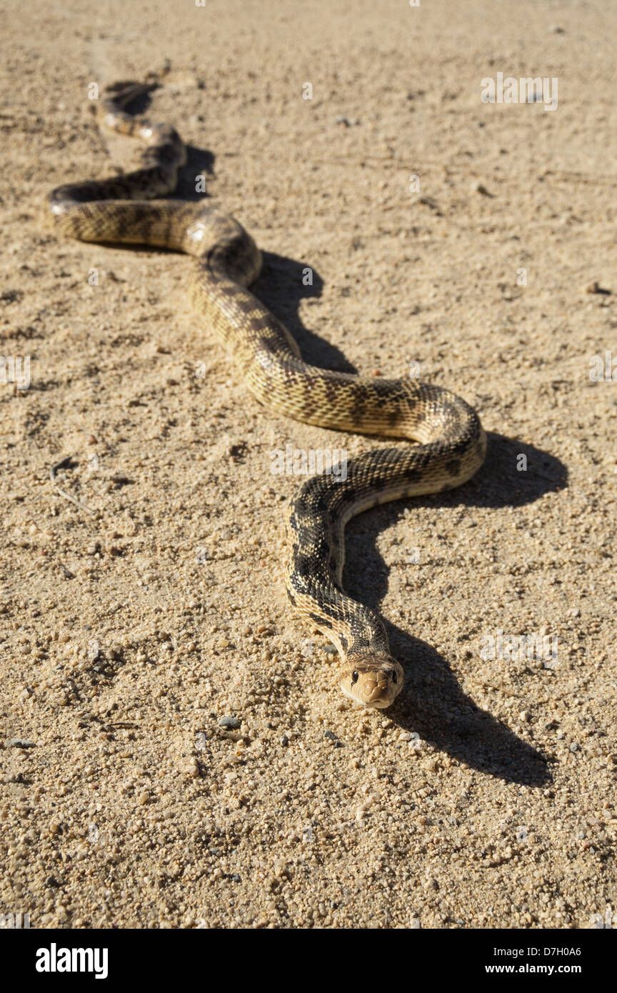 gopher snake pituophis catenifer sunning on a dirt road Stock Photo - Alamy