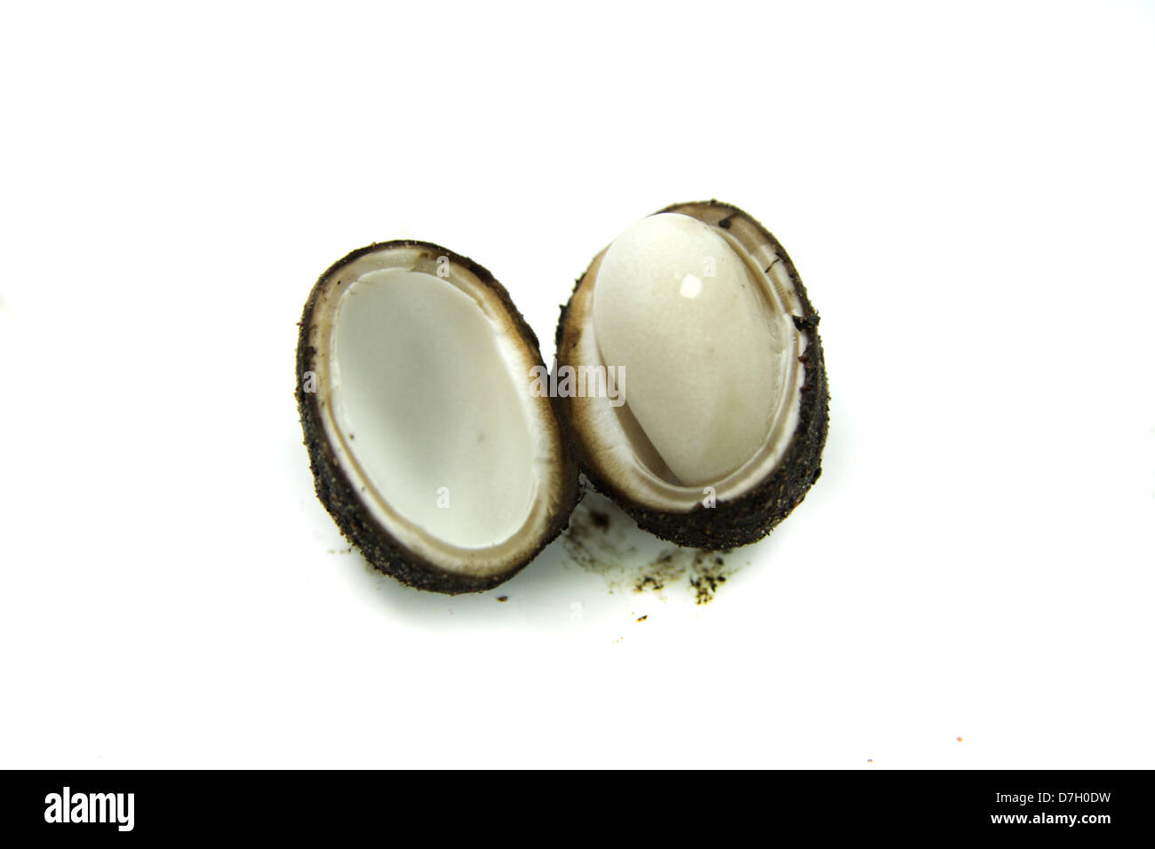 The Barometer Earthstar High Resolution Stock Photography and Images ...