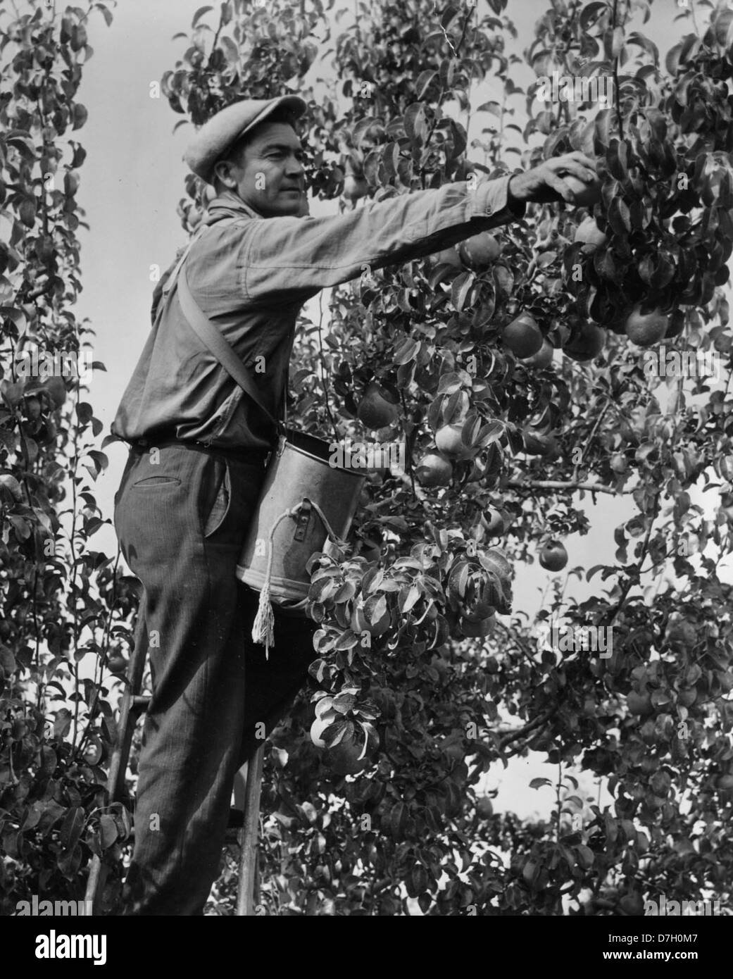 Pear picker Black and White Stock Photos & Images - Alamy