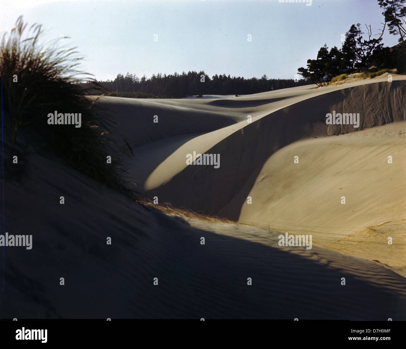 This image captures the sand dunes near Florence, Oregon, part of the ...