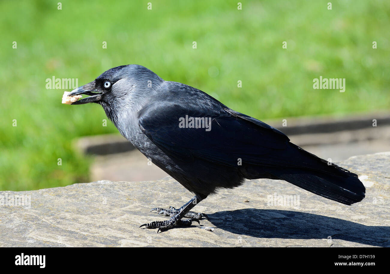 Jackdaw beak hi-res stock photography and images - Alamy