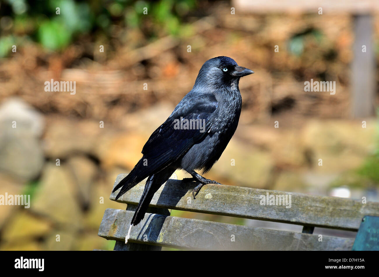 Jackdaw detail hi-res stock photography and images - Alamy