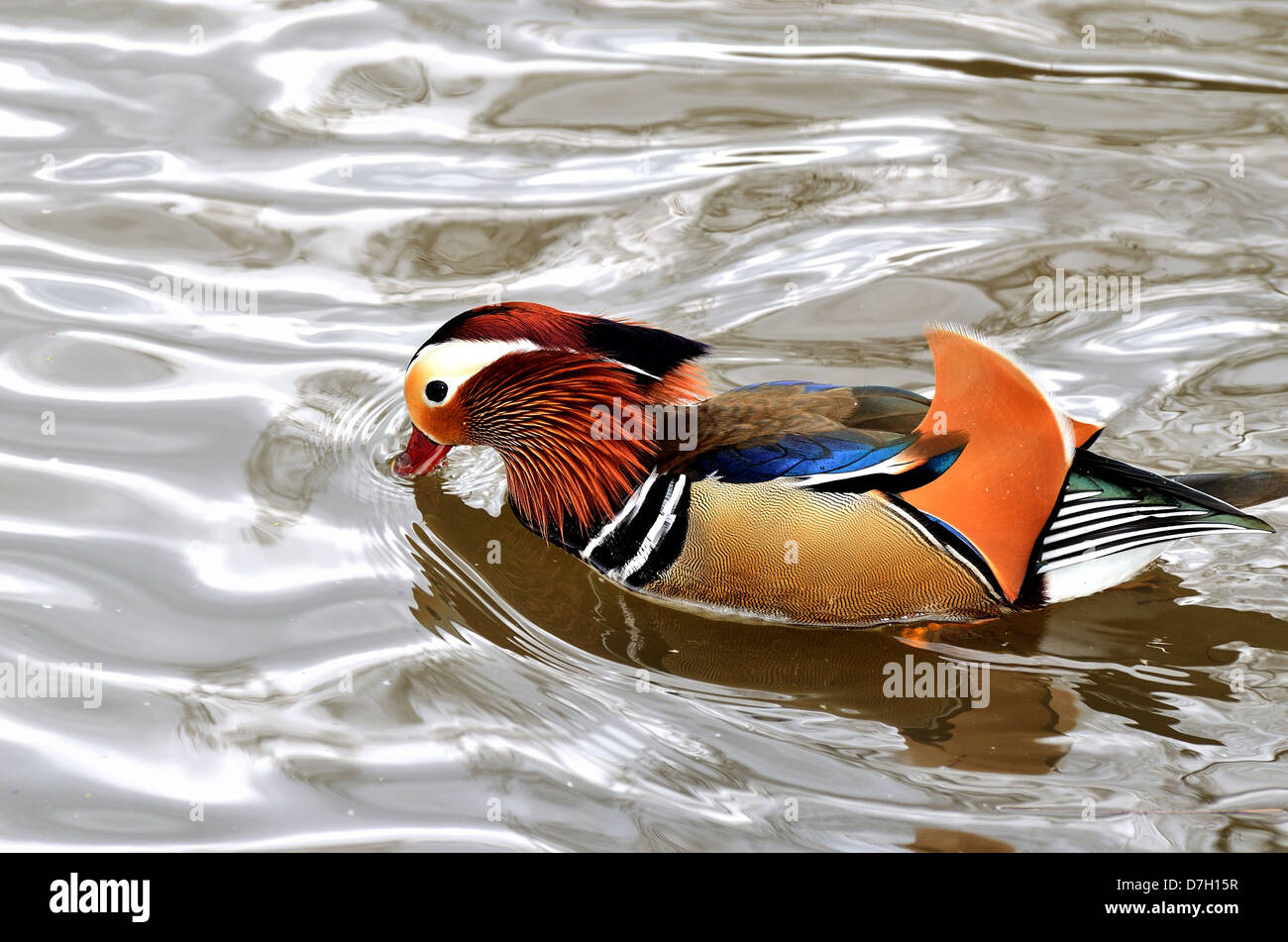 Great mandarin detail hi-res stock photography and images - Alamy