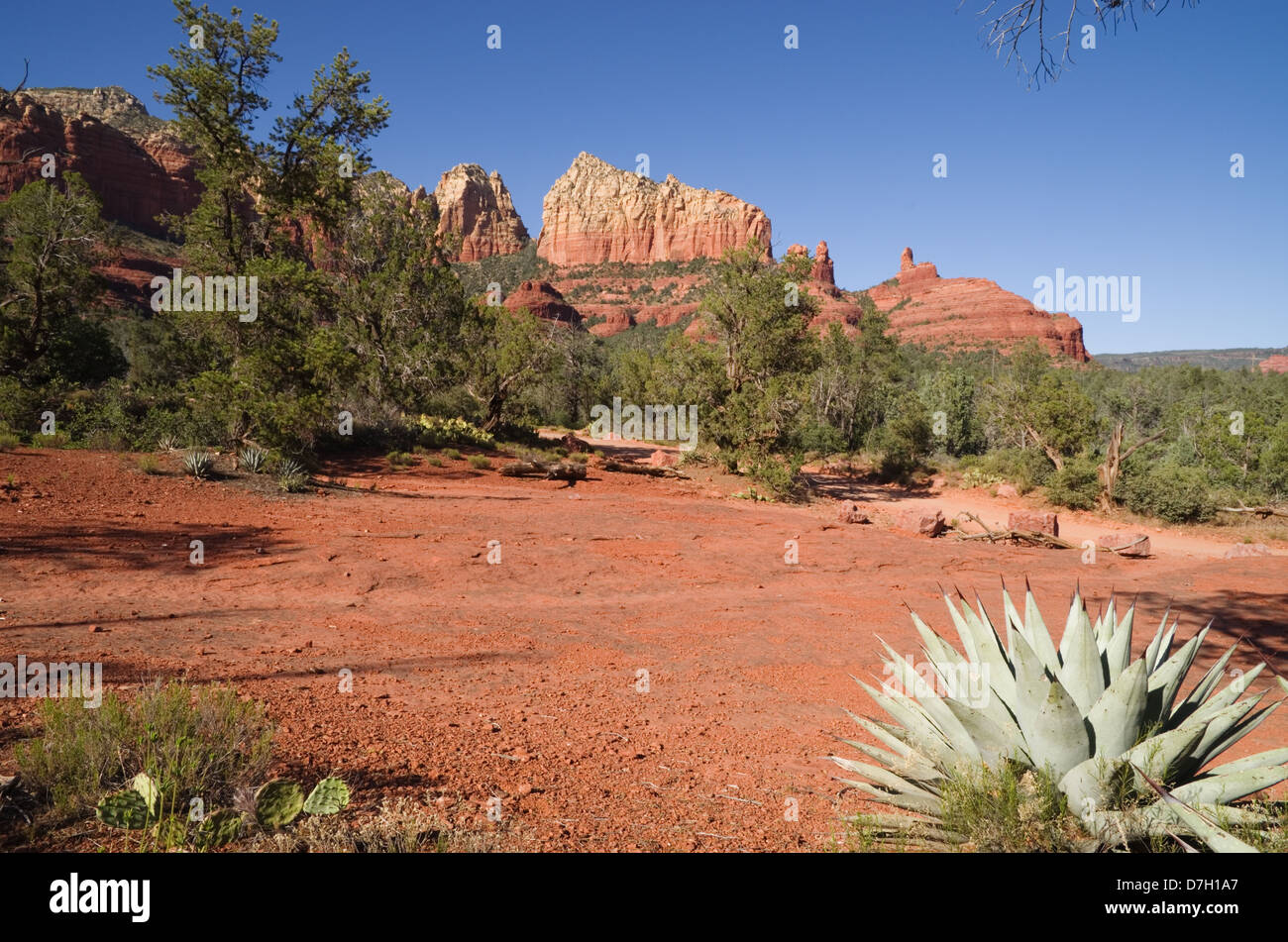 Sedona area landscape with red sandstone cliffs and cacti Stock Photo ...